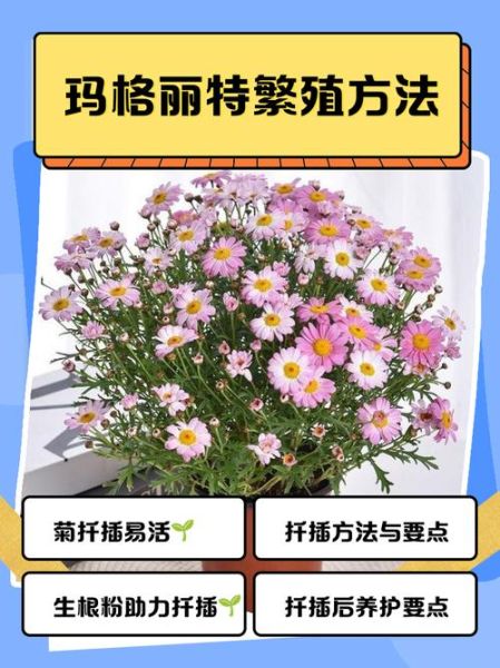 玛格丽特花怎么养_玛格丽特花一年开几次-第1张图片-山城妙识 玛格丽特花怎么养_玛格丽特花一年开几次-第1张图片-山城妙识