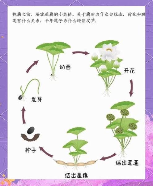 莲藕的功效与作用_莲藕的营养价值有哪些-第1张图片-山城妙识 莲藕的功效与作用_莲藕的营养价值有哪些-第1张图片-山城妙识