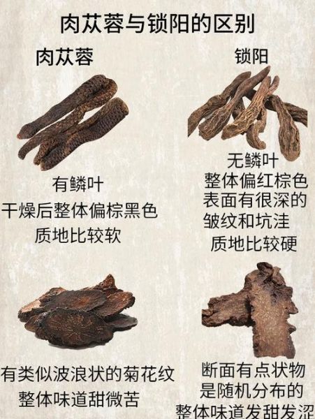 苁蓉图片长什么样_苁蓉真假如何辨别-第2张图片-山城妙识 苁蓉图片长什么样_苁蓉真假如何辨别-第2张图片-山城妙识