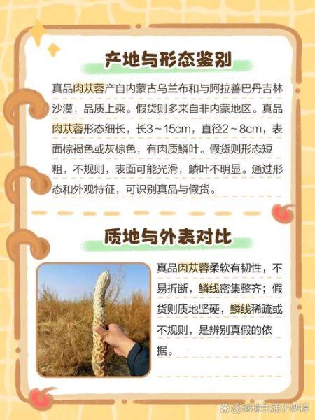 苁蓉图片长什么样_苁蓉真假如何辨别-第3张图片-山城妙识 苁蓉图片长什么样_苁蓉真假如何辨别-第3张图片-山城妙识