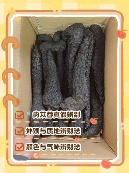 苁蓉图片长什么样_苁蓉真假如何辨别-第1张图片-山城妙识 苁蓉图片长什么样_苁蓉真假如何辨别-第1张图片-山城妙识