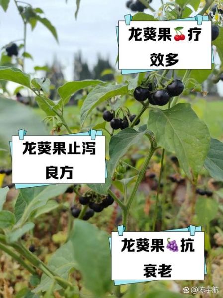 龙葵果的功效与作用_龙葵果的正确吃法-第1张图片-山城妙识 龙葵果的功效与作用_龙葵果的正确吃法-第1张图片-山城妙识