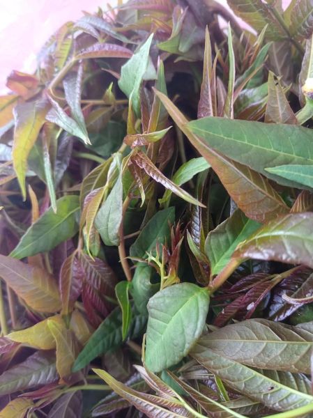 香椿怎么腌制_香椿腌制能放多久-第2张图片-山城妙识 香椿怎么腌制_香椿腌制能放多久-第2张图片-山城妙识