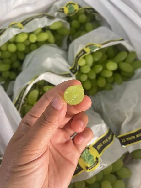 青提子多少钱一斤_青提子价格受哪些因素影响-第1张图片-山城妙识 青提子多少钱一斤_青提子价格受哪些因素影响-第1张图片-山城妙识