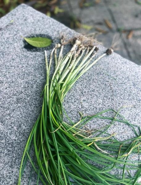 野山葱图片_野山葱怎么辨别真假-第1张图片-山城妙识 野山葱图片_野山葱怎么辨别真假-第1张图片-山城妙识