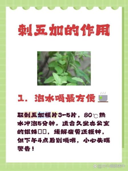 刺五加的功效与作用_刺五加怎么吃效果最好-第3张图片-山城妙识 刺五加的功效与作用_刺五加怎么吃效果最好-第3张图片-山城妙识