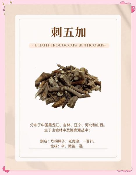 刺五加的功效与作用_刺五加怎么吃效果最好-第1张图片-山城妙识 刺五加的功效与作用_刺五加怎么吃效果最好-第1张图片-山城妙识