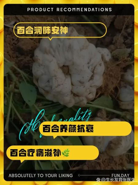 新鲜百合的功效与作用_新鲜百合怎么吃最好-第1张图片-山城妙识 新鲜百合的功效与作用_新鲜百合怎么吃最好-第1张图片-山城妙识