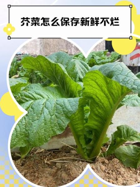 芥菜叶怎么保存_芥菜叶图片识别技巧-第1张图片-山城妙识 芥菜叶怎么保存_芥菜叶图片识别技巧-第1张图片-山城妙识