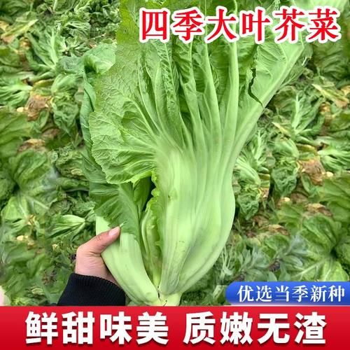 芥菜叶怎么保存_芥菜叶图片识别技巧-第3张图片-山城妙识 芥菜叶怎么保存_芥菜叶图片识别技巧-第3张图片-山城妙识