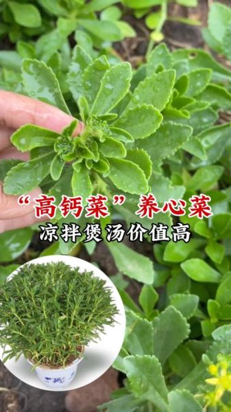 费菜的功效与作用_费菜怎么吃效果最好-第1张图片-山城妙识 费菜的功效与作用_费菜怎么吃效果最好-第1张图片-山城妙识