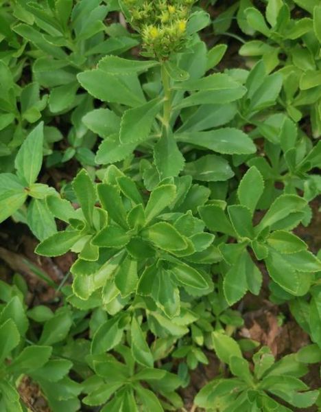 费菜的功效与作用_费菜怎么吃效果最好-第3张图片-山城妙识 费菜的功效与作用_费菜怎么吃效果最好-第3张图片-山城妙识