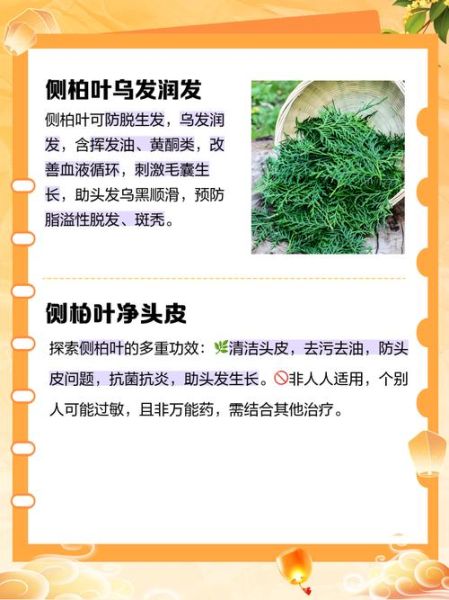 侧柏叶能治脱发吗_侧柏叶洗头禁忌-第1张图片-山城妙识 侧柏叶能治脱发吗_侧柏叶洗头禁忌-第1张图片-山城妙识