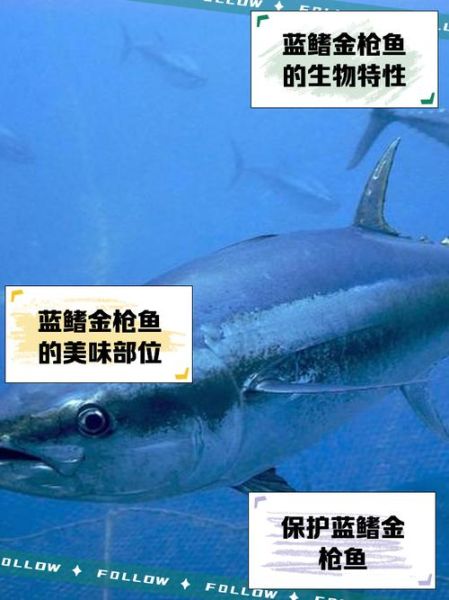 蓝鳍金枪鱼多少钱一斤_蓝鳍金枪鱼怎么吃-第3张图片-山城妙识