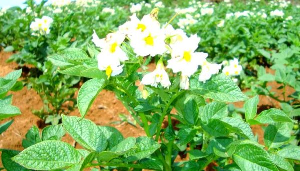 马铃薯之乡在哪里_马铃薯之乡旅游攻略-第2张图片-山城妙识 马铃薯之乡在哪里_马铃薯之乡旅游攻略-第2张图片-山城妙识