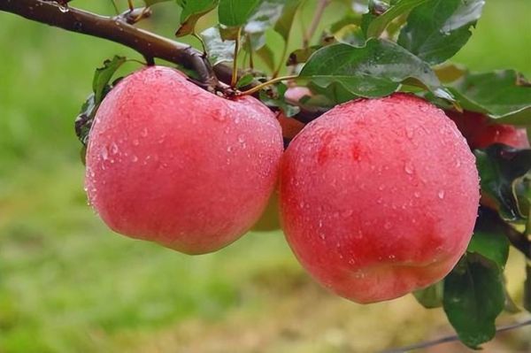 秋天吃什么水果好_秋季应季水果有哪些-第2张图片-山城妙识 秋天吃什么水果好_秋季应季水果有哪些-第2张图片-山城妙识