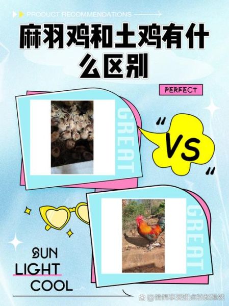 麻鸡是什么_麻鸡和土鸡的区别-第2张图片-山城妙识 麻鸡是什么_麻鸡和土鸡的区别-第2张图片-山城妙识