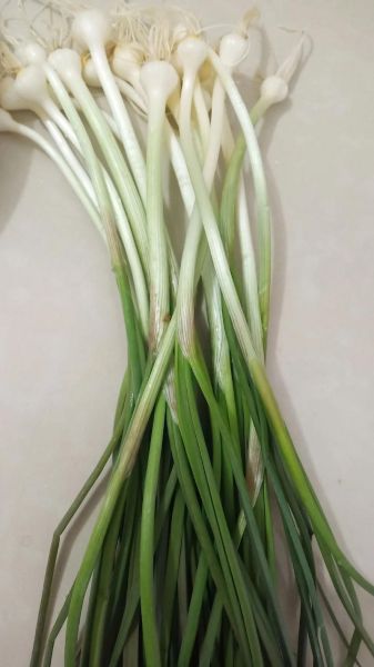 野韭菜怎么区分_野韭菜能吃吗-第3张图片-山城妙识 野韭菜怎么区分_野韭菜能吃吗-第3张图片-山城妙识