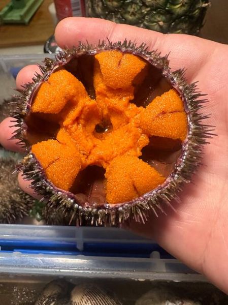 海胆的营养价值_海胆的功效与作用有哪些-第1张图片-山城妙识 海胆的营养价值_海胆的功效与作用有哪些-第1张图片-山城妙识