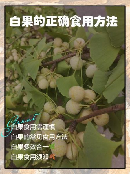 白果树果子能吃吗_白果怎么处理才能吃-第1张图片-山城妙识 白果树果子能吃吗_白果怎么处理才能吃-第1张图片-山城妙识