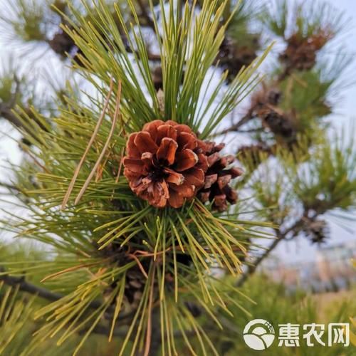 松塔多少钱一斤_松塔价格影响因素-第1张图片-山城妙识 松塔多少钱一斤_松塔价格影响因素-第1张图片-山城妙识