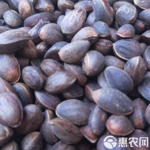 松塔多少钱一斤_松塔价格影响因素-第3张图片-山城妙识 松塔多少钱一斤_松塔价格影响因素-第3张图片-山城妙识