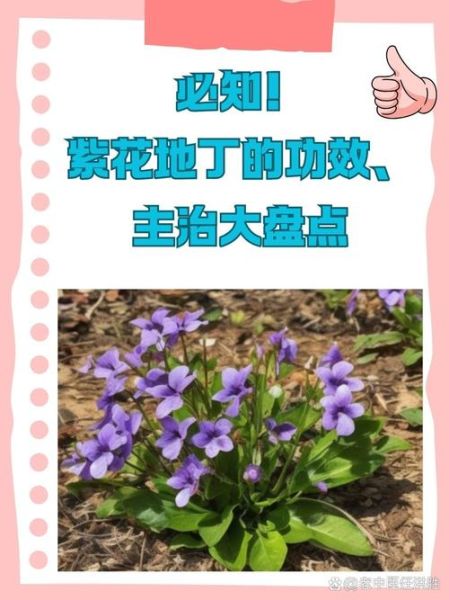 紫花地丁的功效与作用_紫花地丁的食用方法-第1张图片-山城妙识 紫花地丁的功效与作用_紫花地丁的食用方法-第1张图片-山城妙识