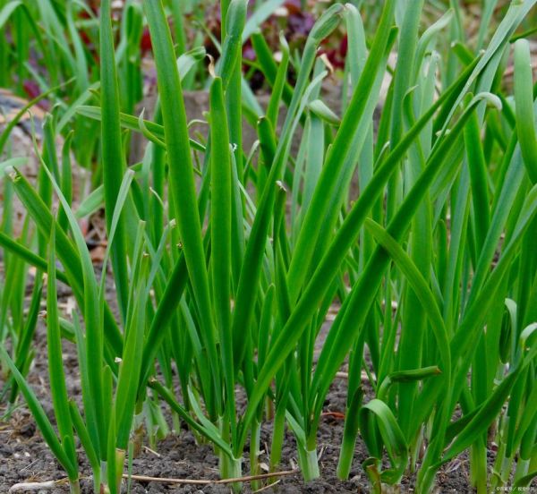 韭菜图片大全大图_韭菜高清图鉴-第1张图片-山城妙识 韭菜图片大全大图_韭菜高清图鉴-第1张图片-山城妙识