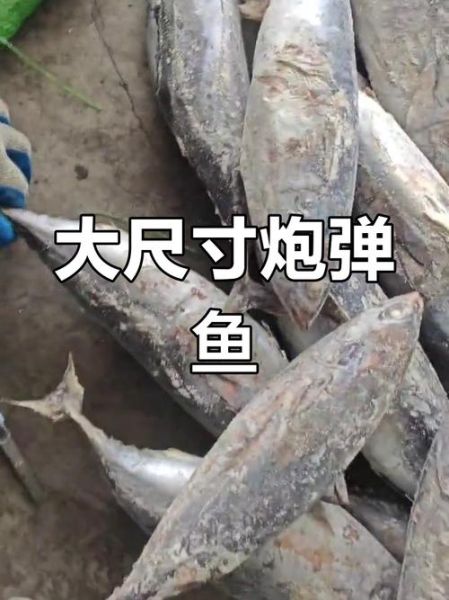 新鲜鲣鱼多少钱一斤_如何挑选高品质鲣鱼-第2张图片-山城妙识 新鲜鲣鱼多少钱一斤_如何挑选高品质鲣鱼-第2张图片-山城妙识