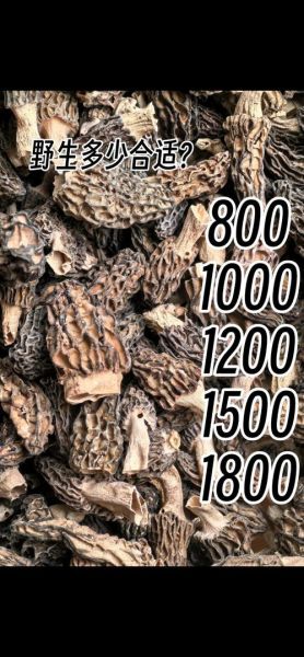 羊肚菌收购价格_多少钱一斤-第2张图片-山城妙识 羊肚菌收购价格_多少钱一斤-第2张图片-山城妙识