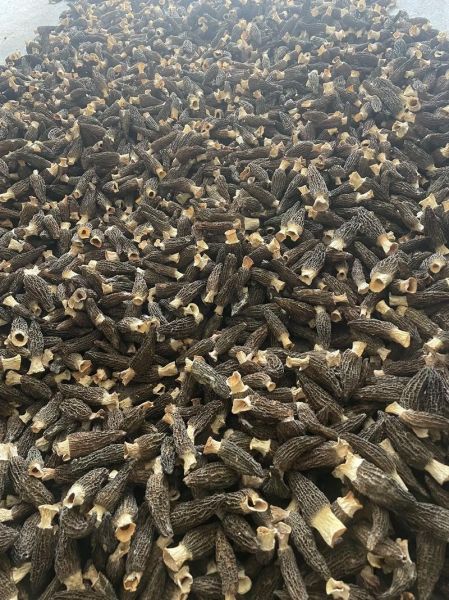 羊肚菌收购价格_多少钱一斤-第1张图片-山城妙识 羊肚菌收购价格_多少钱一斤-第1张图片-山城妙识