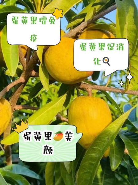 蛋黄果的营养价值_蛋黄果的功效与作用-第2张图片-山城妙识 蛋黄果的营养价值_蛋黄果的功效与作用-第2张图片-山城妙识