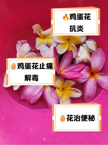 开水烫鸡蛋花怎么做_鸡蛋花用开水冲还是煮-第3张图片-山城妙识 开水烫鸡蛋花怎么做_鸡蛋花用开水冲还是煮-第3张图片-山城妙识