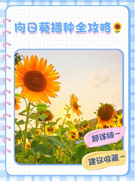 向日葵视频最新版下载_如何安装使用-第3张图片-山城妙识