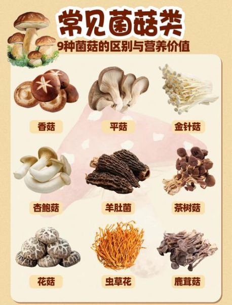 食用菌大全_哪些食用菌营养价值最高-第1张图片-山城妙识