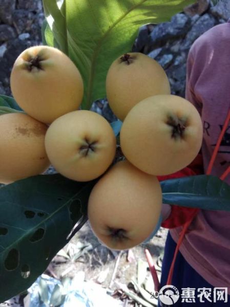 清肺的水果有哪些_吃什么水果能清肺-第2张图片-山城妙识 清肺的水果有哪些_吃什么水果能清肺-第2张图片-山城妙识