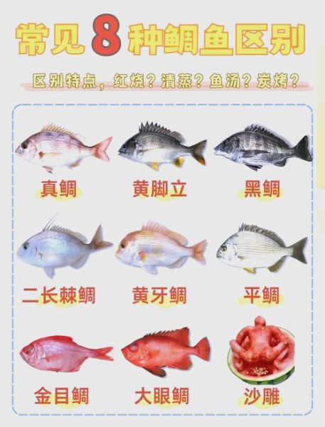 鲷怎么读_鲷鱼是鲈鱼吗-第1张图片-山城妙识