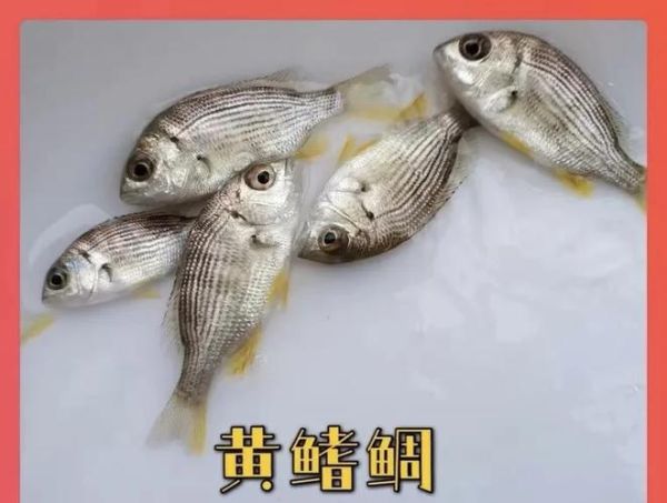 鲷怎么读_鲷鱼是鲈鱼吗-第2张图片-山城妙识