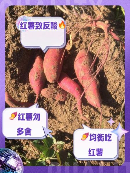 红薯的功效与作用禁忌症_哪些人不能吃红薯-第2张图片-山城妙识 红薯的功效与作用禁忌症_哪些人不能吃红薯-第2张图片-山城妙识