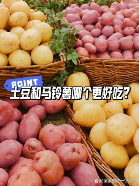 洋芋和土豆的区别_哪个是马铃薯-第1张图片-山城妙识 洋芋和土豆的区别_哪个是马铃薯-第1张图片-山城妙识