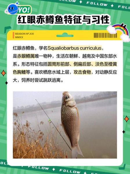 红眼鱼吃什么_红眼鱼怎么钓-第1张图片-山城妙识 红眼鱼吃什么_红眼鱼怎么钓-第1张图片-山城妙识