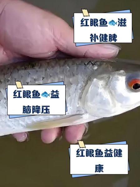 红眼鱼吃什么_红眼鱼怎么钓-第2张图片-山城妙识 红眼鱼吃什么_红眼鱼怎么钓-第2张图片-山城妙识