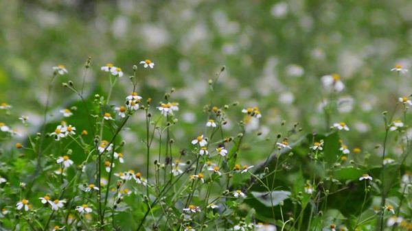 野花视频在线观看免费观看8_野花视频如何安全使用-第1张图片-山城妙识 野花视频在线观看免费观看8_野花视频如何安全使用-第1张图片-山城妙识