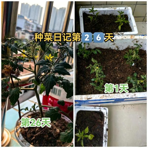 蔬菜怎么种_阳台种菜步骤-第2张图片-山城妙识 蔬菜怎么种_阳台种菜步骤-第2张图片-山城妙识