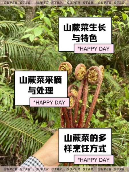 山野菜有哪些_山野菜怎么辨认-第1张图片-山城妙识