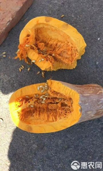 长条的南瓜叫什么_长南瓜品种名称大全-第2张图片-山城妙识 长条的南瓜叫什么_长南瓜品种名称大全-第2张图片-山城妙识