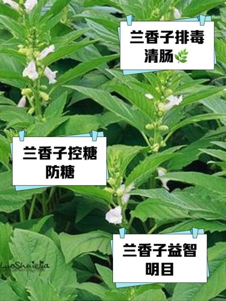 兰香子致癌是真的吗_兰香子致癌风险解析-第2张图片-山城妙识 兰香子致癌是真的吗_兰香子致癌风险解析-第2张图片-山城妙识