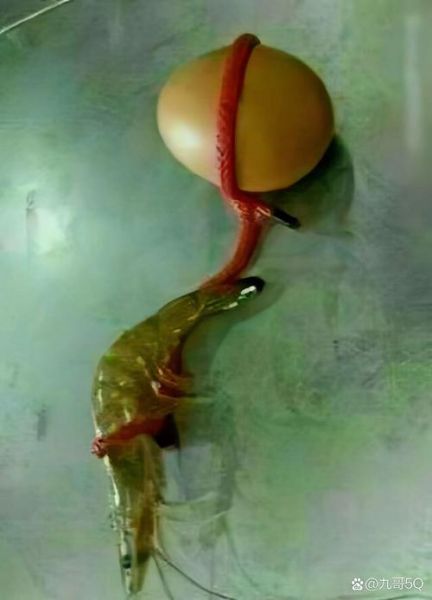 虾扯蛋高清大图片哪里找_虾扯蛋图片怎么拍才清晰-第1张图片-山城妙识 虾扯蛋高清大图片哪里找_虾扯蛋图片怎么拍才清晰-第1张图片-山城妙识