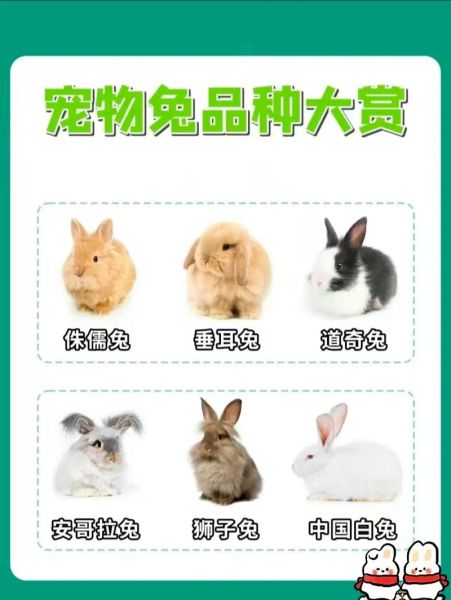 肉兔品种有哪些_新手适合养哪种肉兔-第1张图片-山城妙识