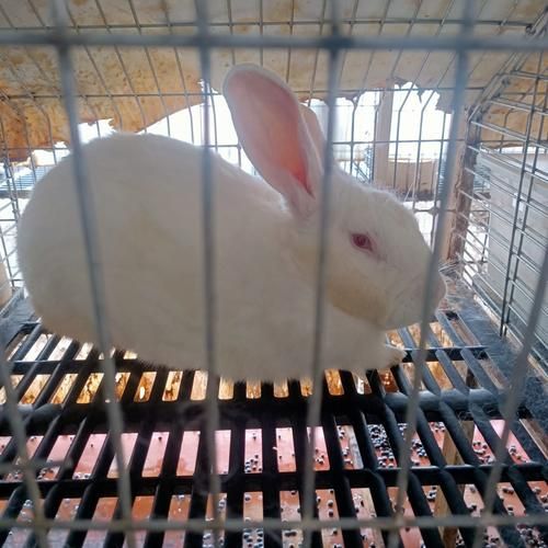 肉兔品种有哪些_新手适合养哪种肉兔-第2张图片-山城妙识